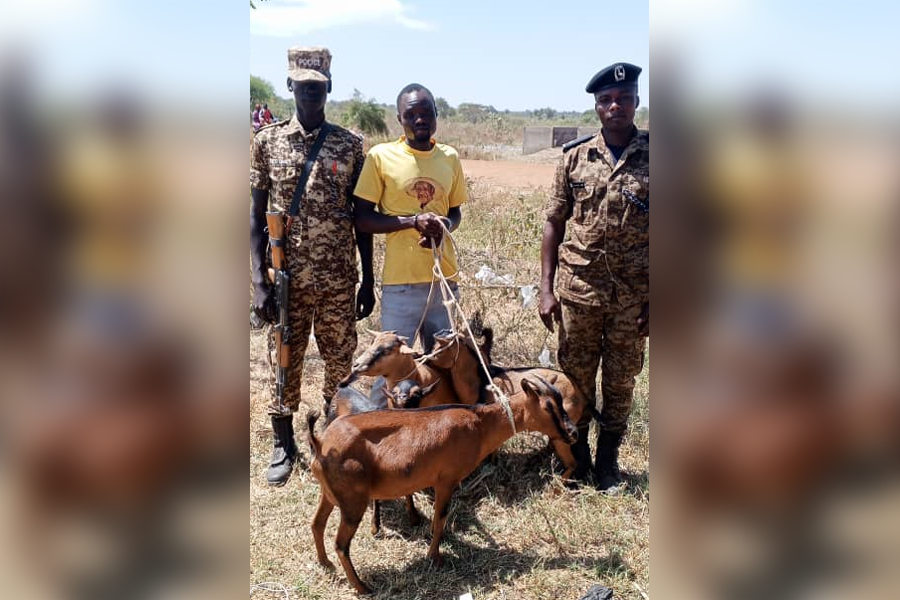 Katakwi NRM Supporter Arrested for Goat Theft - Story Hawker